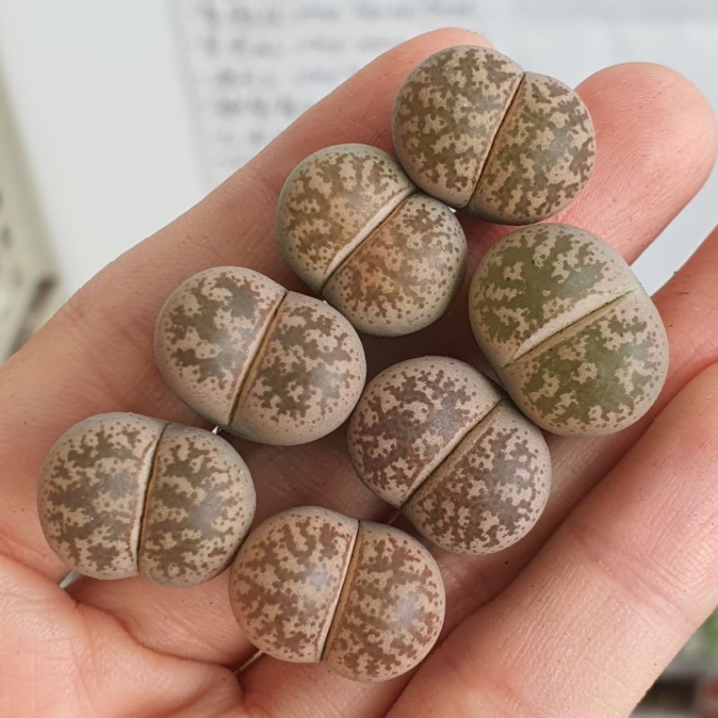 Lithops C396 Coleorum 彩妍玉生石花 | Shopee Malaysia