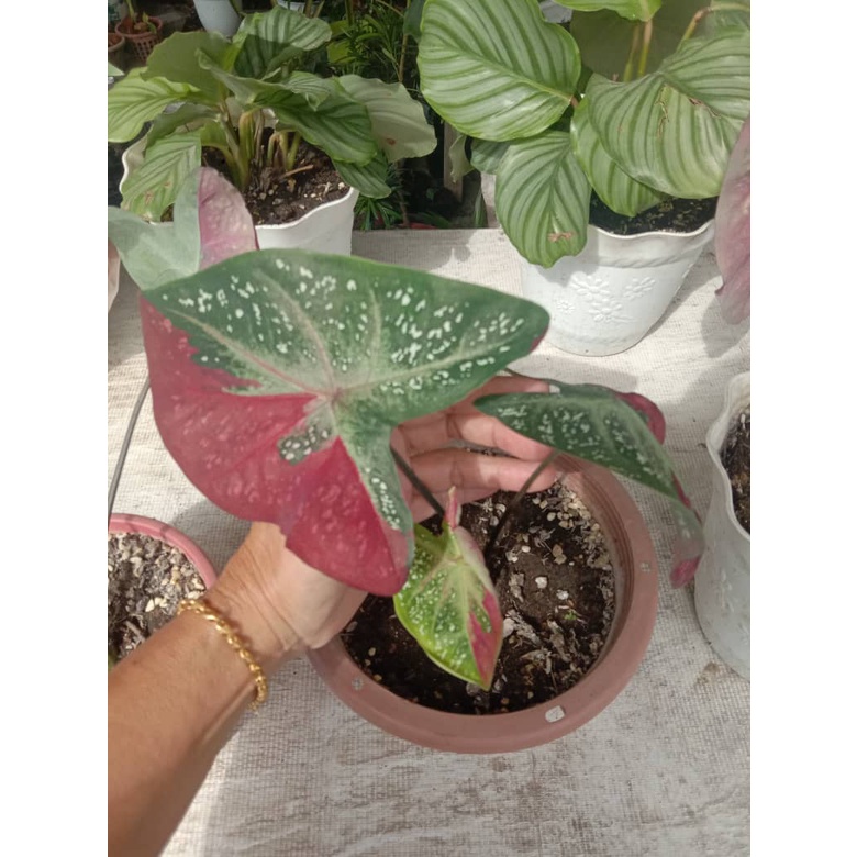 Bunga_Keladi (Tumpah Cat) | Shopee Malaysia