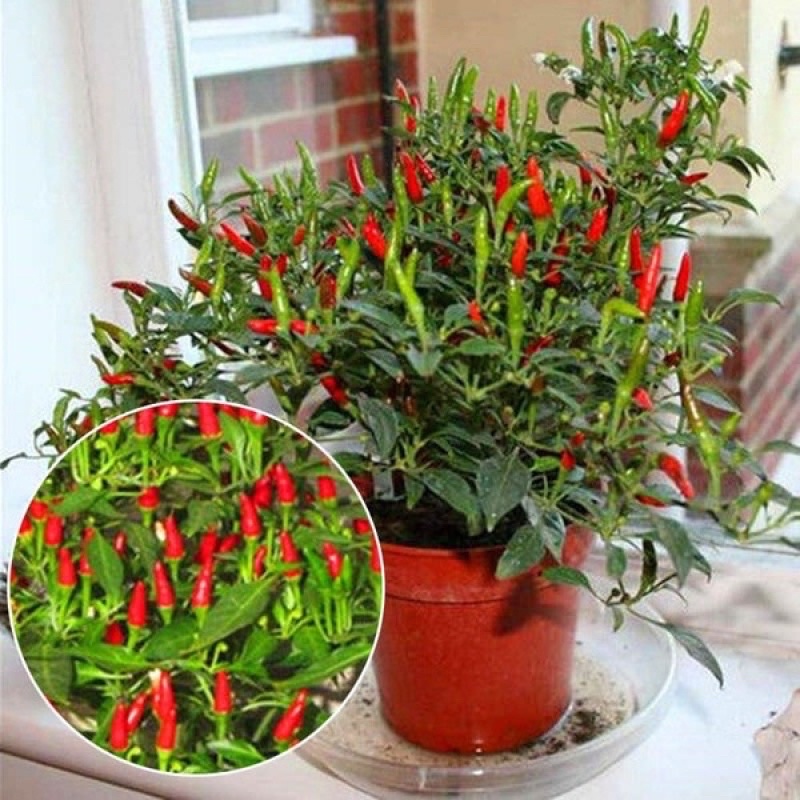 POKOK CILI PADI berbuah lebar cili api live plant chilis | Shopee Malaysia