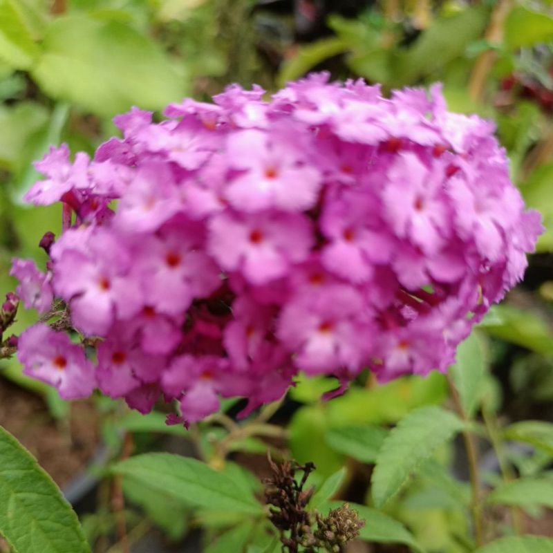 Pokok bunga butterfly bush purple wangi | Shopee Malaysia