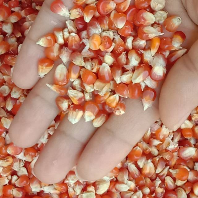 Crystal Corn Bird Feed REPACK 1KG | Shopee Malaysia