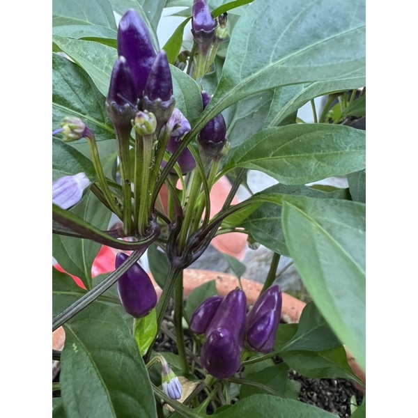 20pcs Biji Benih Cili Ungu Jambak /Purple Chilli Seeds / 紫色辣椒种子 ...