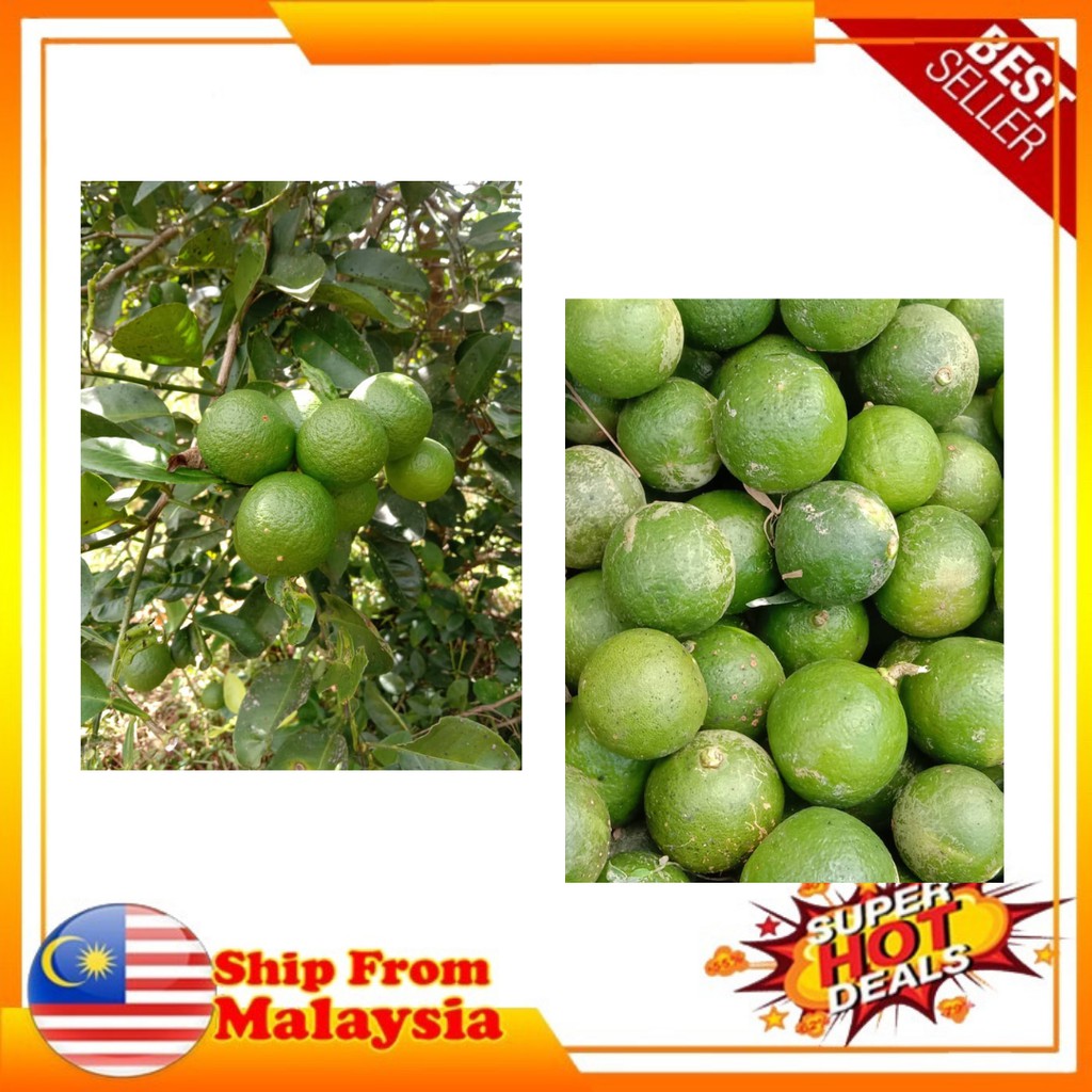LIMAU NIPIS RM4.00=250gram | Shopee Malaysia