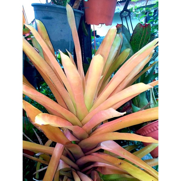 Bromeliad Aechemea Chantini Yellow | Shopee Malaysia