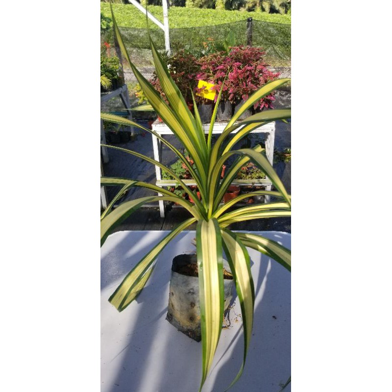 ANOR - Pandanus sanderi live Plant / Anak pokok pandan kuning | Shopee ...