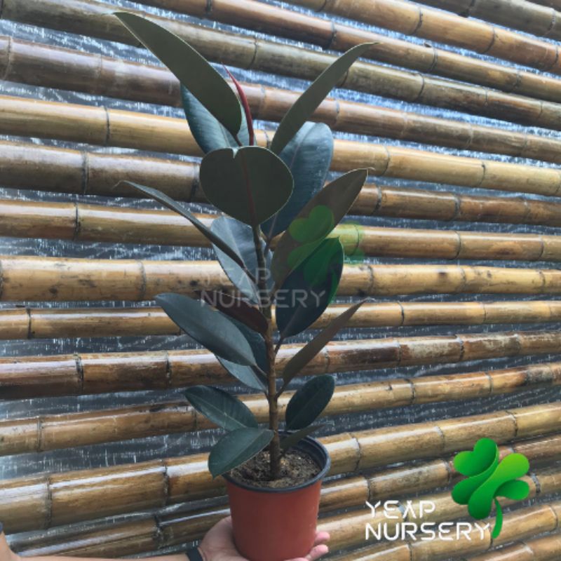 FICUS ELASTICA /RUBBER FIG_INDOOR PLANT_SINGLE STEM_黑金刚 | Shopee Malaysia
