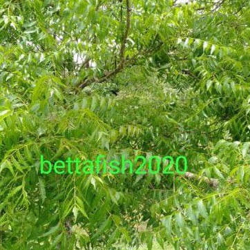 DAUN MAMBU/DAUN NEEM/ DAUN SEMAMBU(100gram)💥READY STOCK💥 | Shopee Malaysia