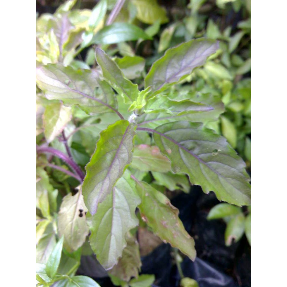 ANOR - Karun tulasi Live Plant / Anak Pokok Ruku Hitam ( Pokok Herba ...