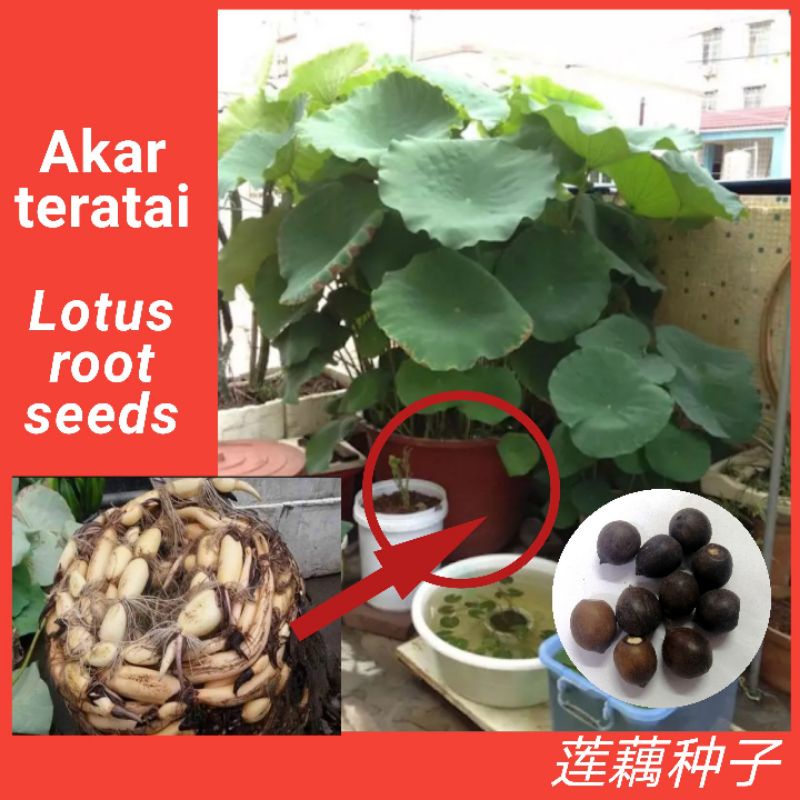 Biji Benih Lotus Root Seeds - 1 Set Of 10 Lotus Root Seeds (Fruit Lotus ...