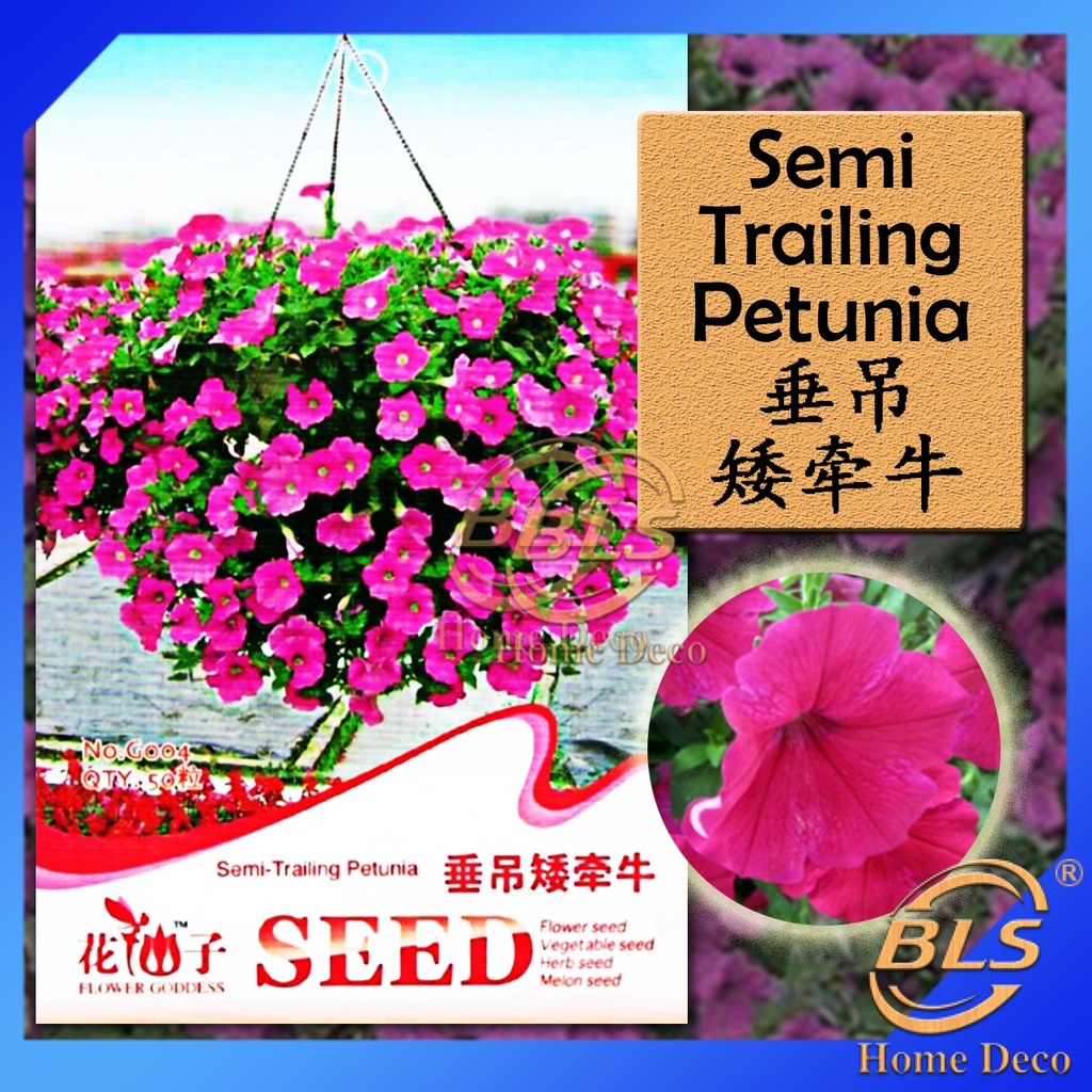 【EXPIRED】G004 SEMI-TRAILING PETUNIA FLOWER GODDESS VEGETABLE FLOWER ...
