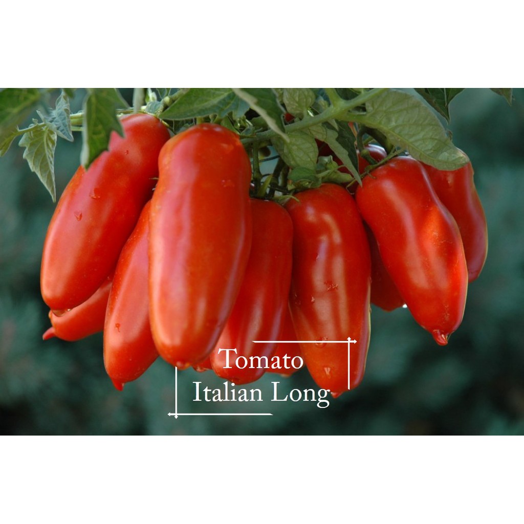 Heirloom Organic Italian Long Tomato seeds - 20 seed *Pot Friendly ...