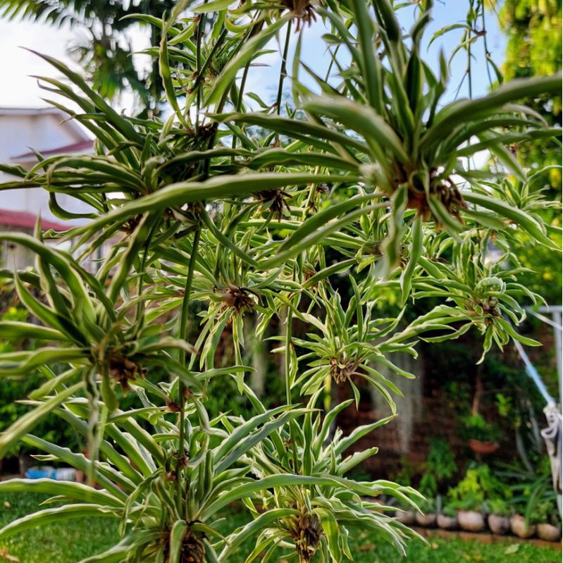 Live Plant Baby Spider Plant Spiderettes / Pokok Spider Plant (Labah ...
