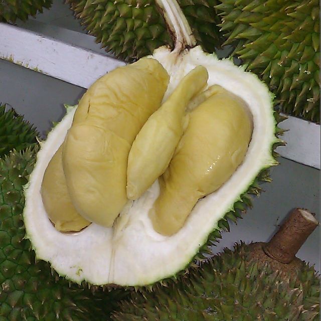 Durian d24 / Durian d24 / pokok durian d24 / anak durian d24 / benih ...