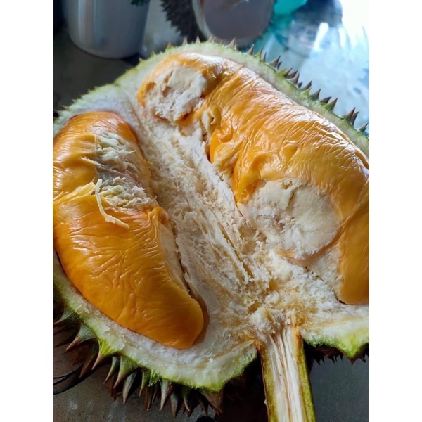 Durian D164/Ang Bak Kia Fresh Plup | Shopee Malaysia