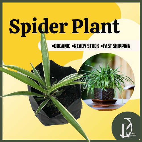 [READY STOCK]Spider plant 吊兰 Pokok labah-labah Indoor plant ...