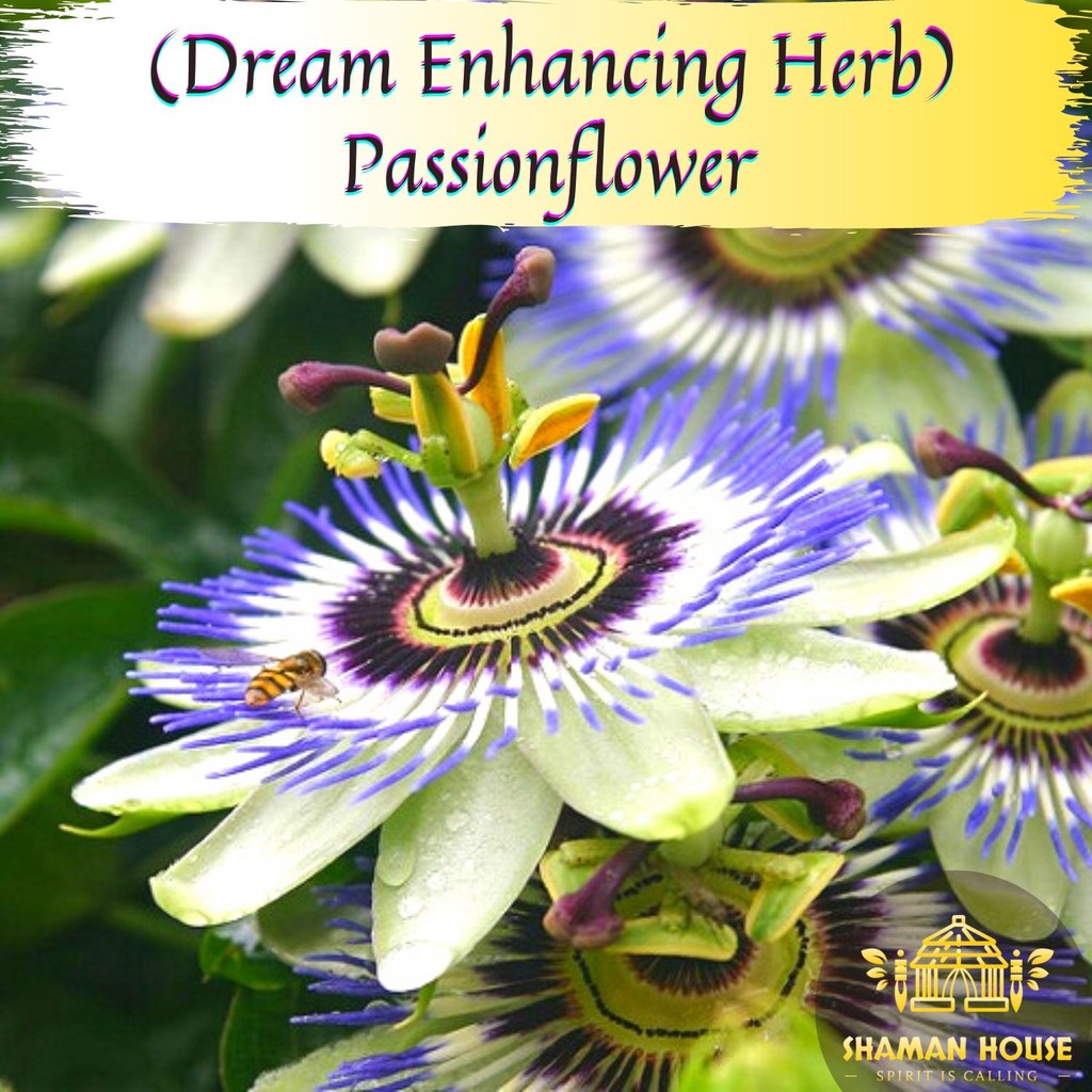 【👁 Natural Sleep Aid / Dream Enhance & Potentiating Herb】TipTop Organic ...