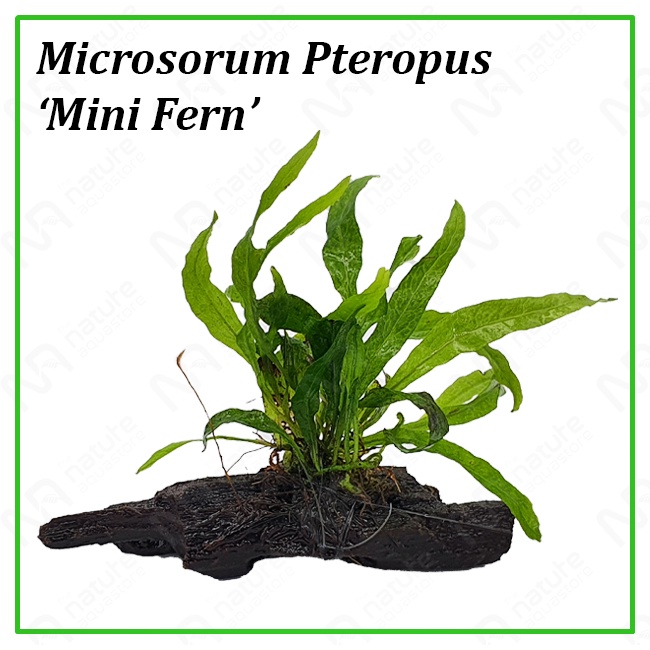 Microsorum pteropus 'Mini Fern' On Wood Low Tech Plants No Co2 | Shopee ...