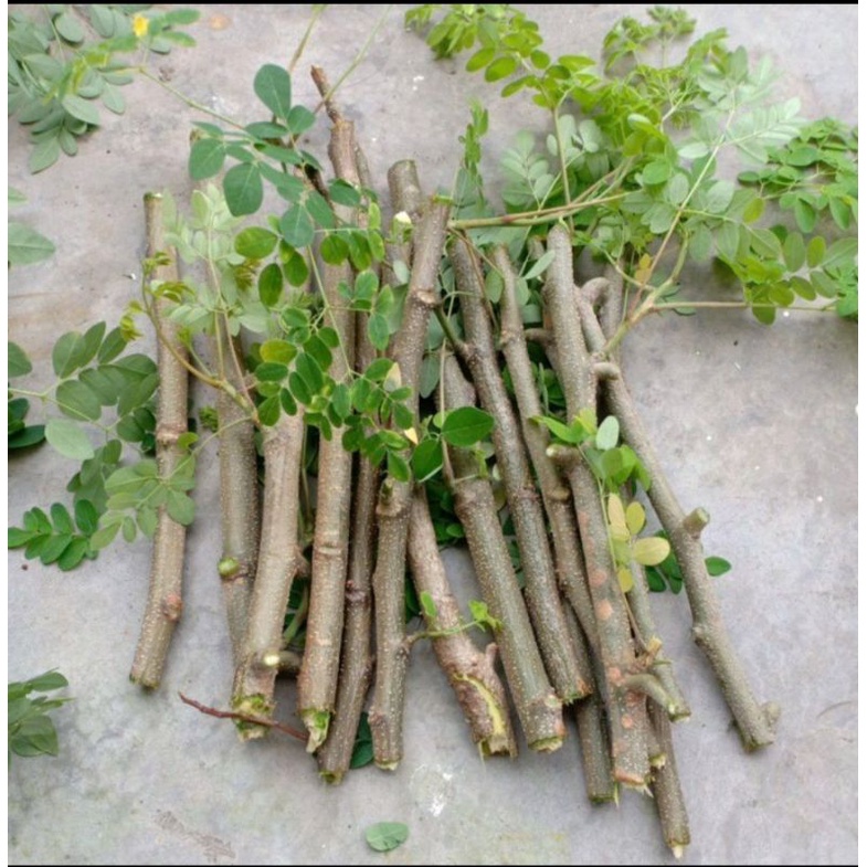 pokok munggal, moringai,muringgai (keratan batang) | Shopee Malaysia
