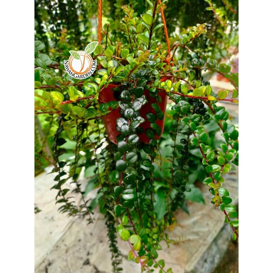 [Hanging Flower] Family of Aeschynanthus Bunga LIPSTICK with hanging ...