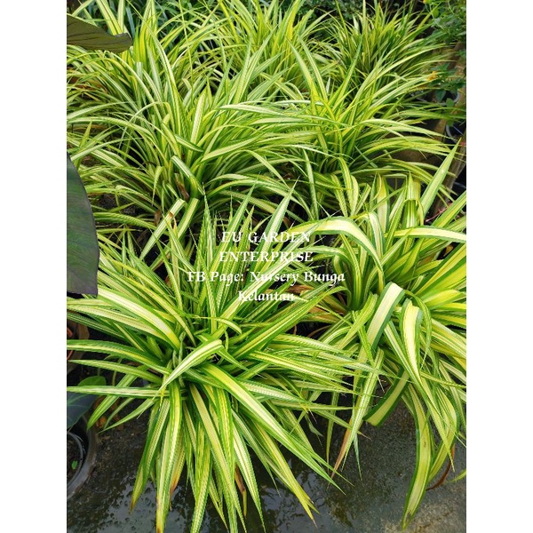 Pokok Pandan Batik / Pandan Kuning | Shopee Malaysia
