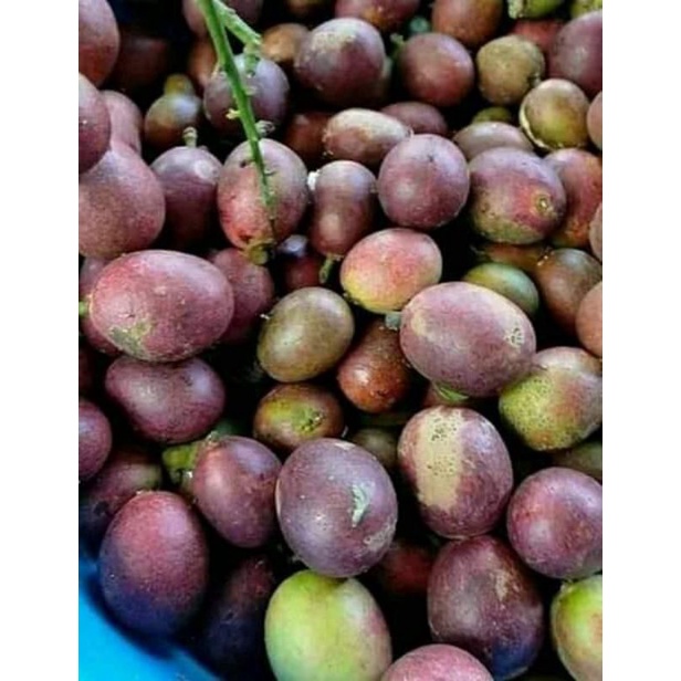 pokok matoa / longan brazil | Shopee Malaysia