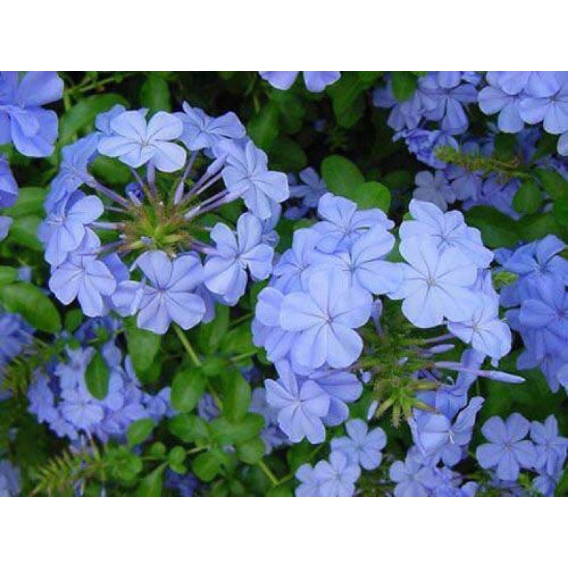 Anak Pokok Bunga Plumbago | Shopee Malaysia