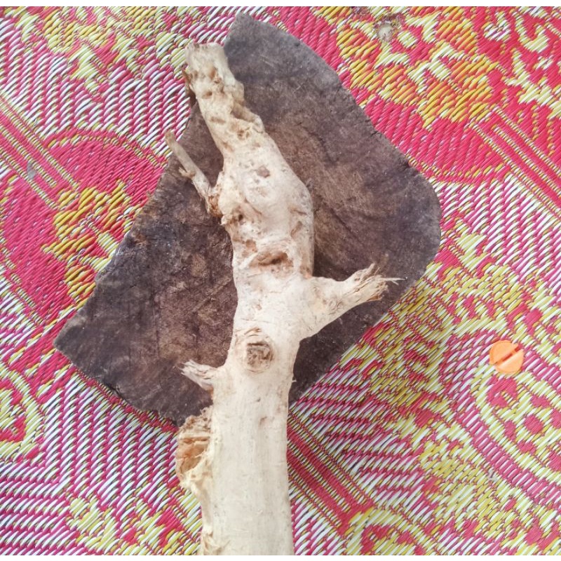 Akar Tongkat Ali / Longjack root Pos Semenanjung sahaja | Shopee Malaysia