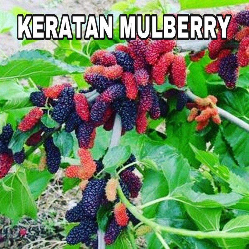1 KERATAN POKOK MULBERY MUDAH HIDUP / fresh cutting mulberry | Shopee ...