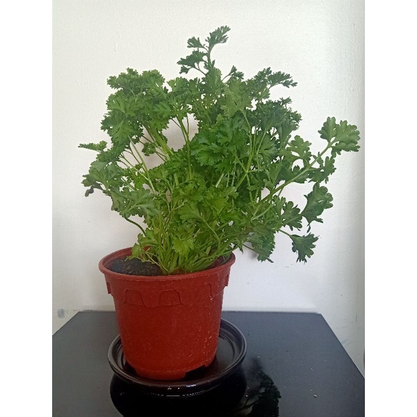 Pokok Parsley ( pokok pasli ) Petroselinum | Shopee Malaysia