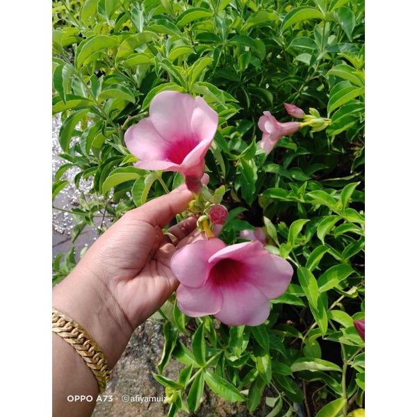Pokok bunga mandavilla purple,merah | Shopee Malaysia