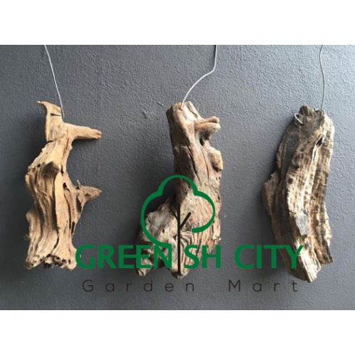 GNC - Kayu Ikat Pokok Wood for Stick Orchid Tillansia Air Plant ...