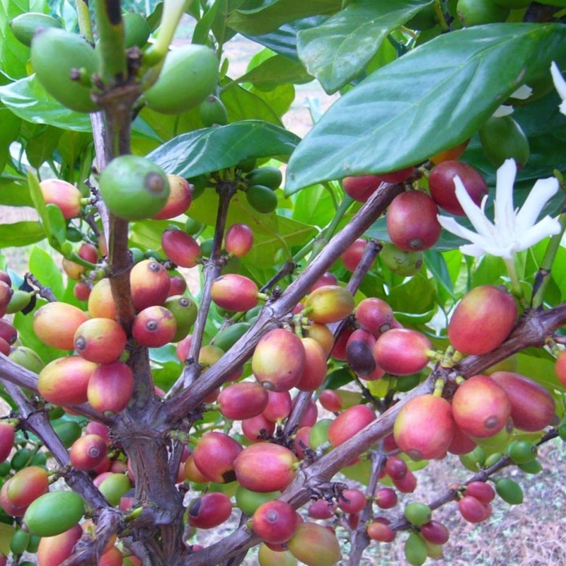 Pokok Kopi Liberica/Elephant Bean (Live Plants) | Shopee Malaysia