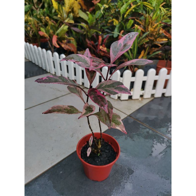 Pseuderanthemum Carruthersii🌿Purple Eranthemum🌿Real Live Plant🌿Pokok ...