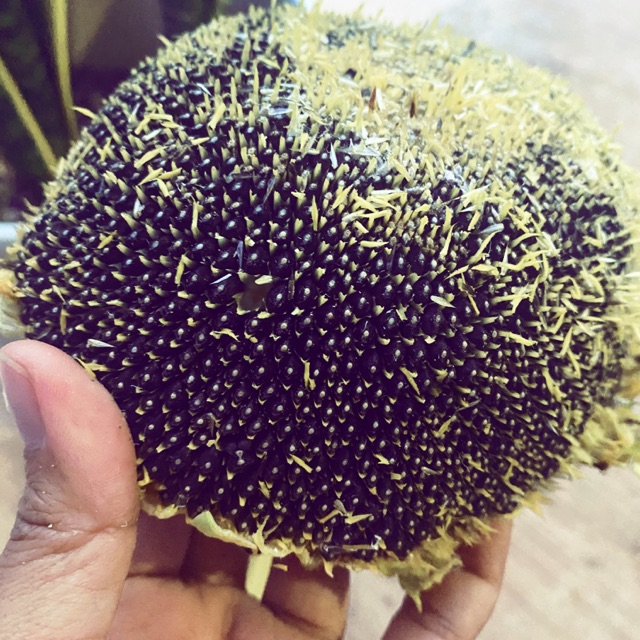 Benih Bunga Matahari(Sunflower Seeds) | Shopee Malaysia