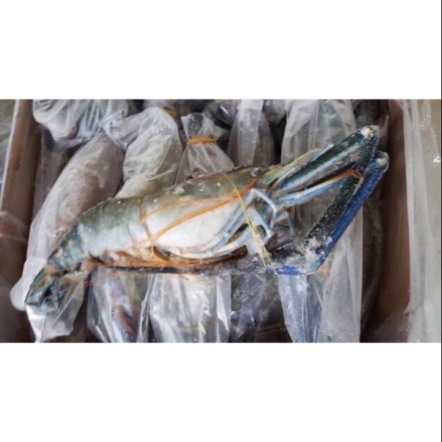 UDANG GALAH / FRESH RIVER BIG PRAWNS FROM TG TUALANG 2PC PER ORDER ...