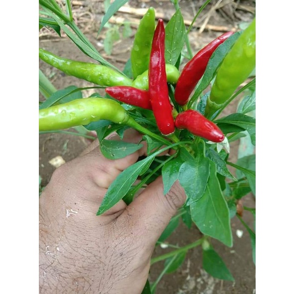 Benih cili jambak.(GREEN EAGLE) F1 Hybrid. 60pcs Rm5.99. Repacking dari ...