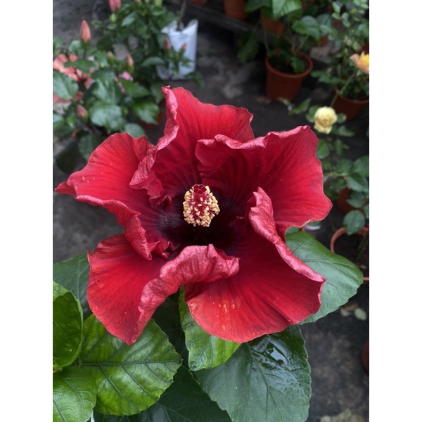 Bunga Raya (Sila baca Details) | Shopee Malaysia