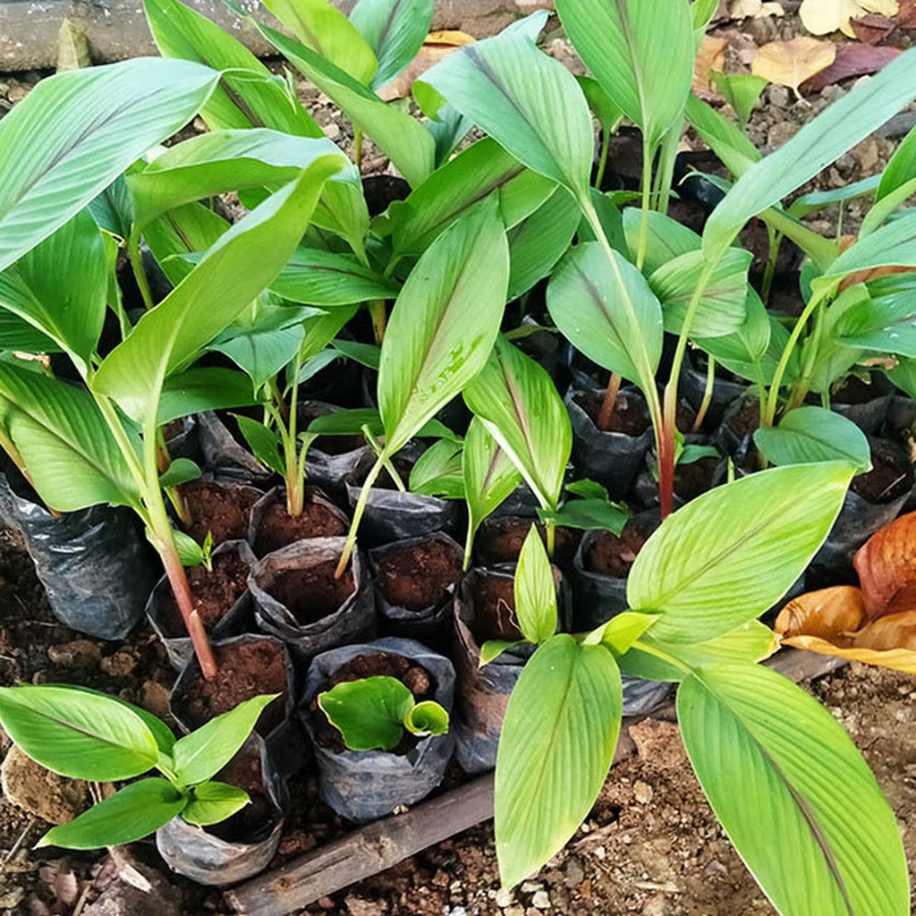 Karumanjal Live Plant/Black Turmeric Live plant/Curcuma Caesia | Shopee ...