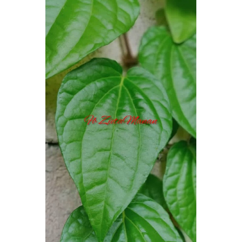 POKOK SIRIH/SIREH (BATANG MERAH) | Shopee Malaysia