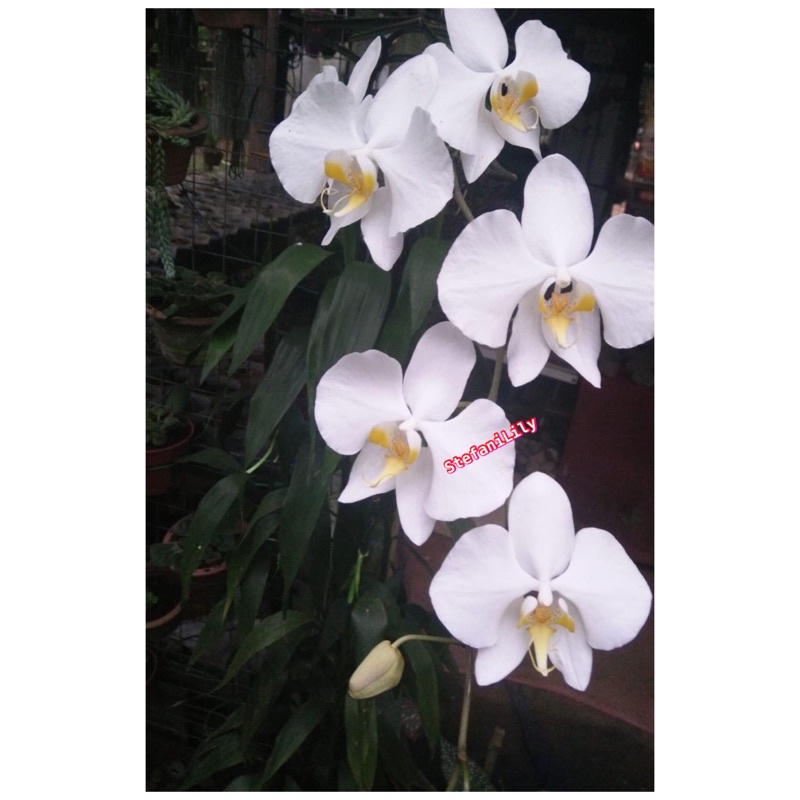 Phalaenopsis amabilis grandiflora kalimantan,bunga putih besar asli ...