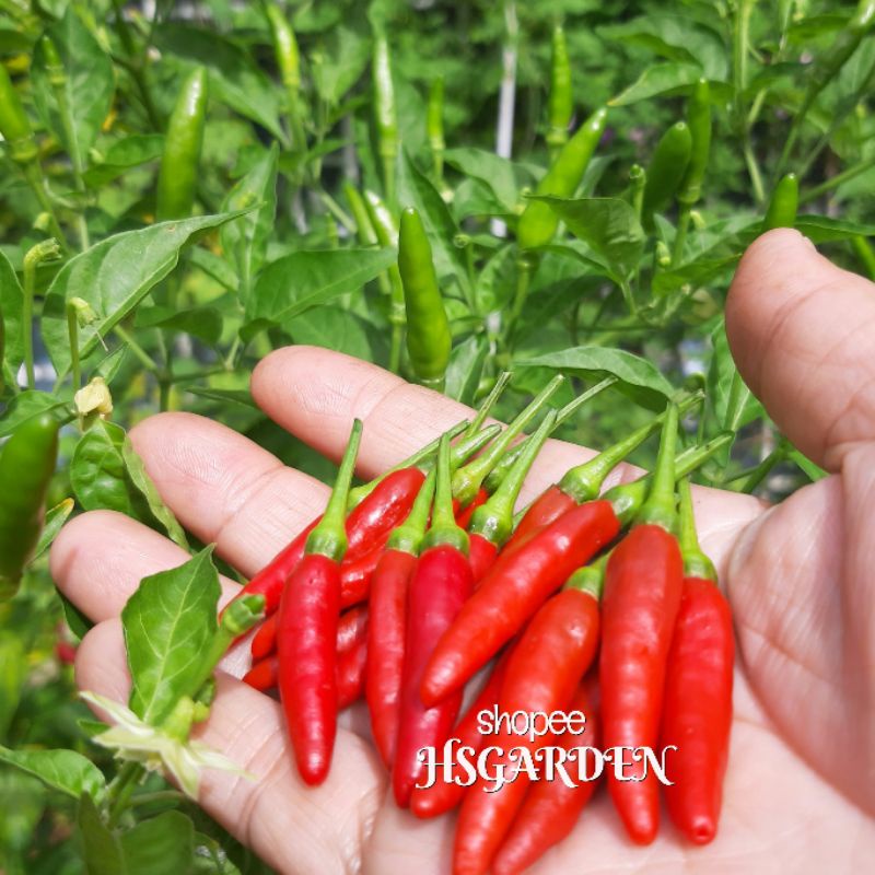 SEEDS • 100 biji benih Cili Padi Kampung • Biji benih untuk semai ...