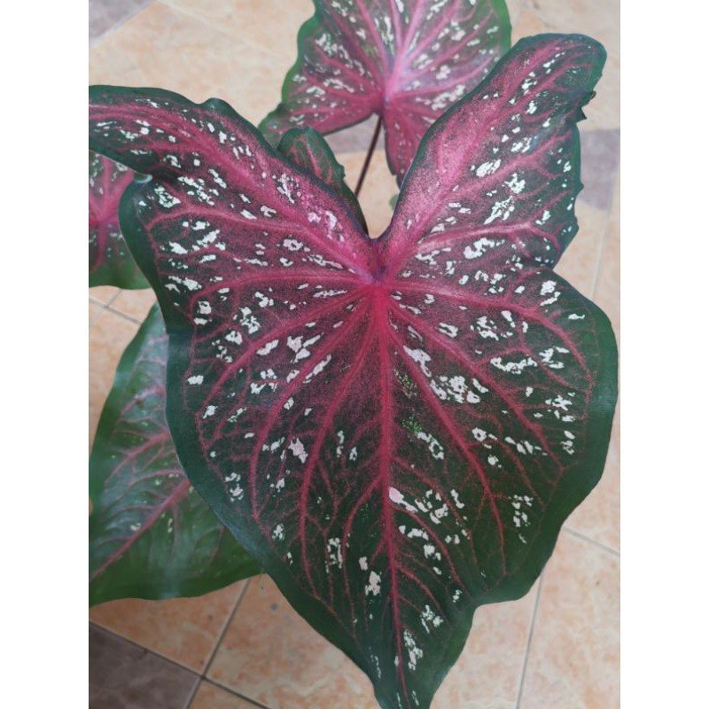 Pokok Keladi Viral / Pokok Keladi Rare / Caladium bicolour / Pokok ...