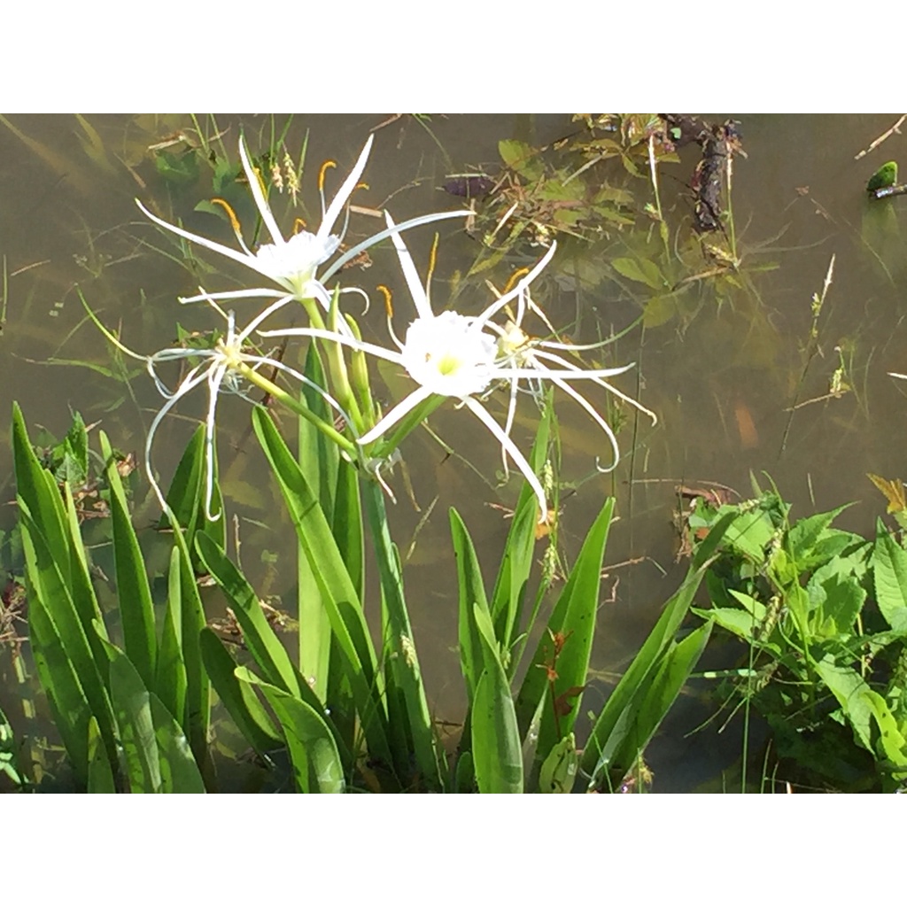 Texas Spider Lily Hymenocallis Liriosme real live outdoor plant 石蒜 ...