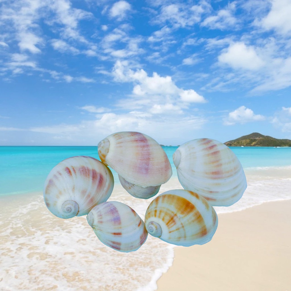 [Ready Stock] 5PCS 2CM Shark Eye Moon Natural Rare Real Sea Shell ...