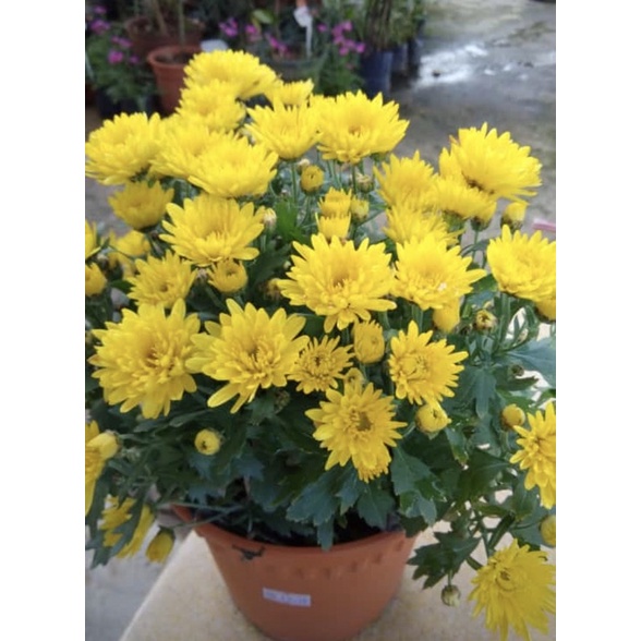 live plant POkok bunga hidup berbunga BUNGA SETAWAR, bunga daisy bunga ...