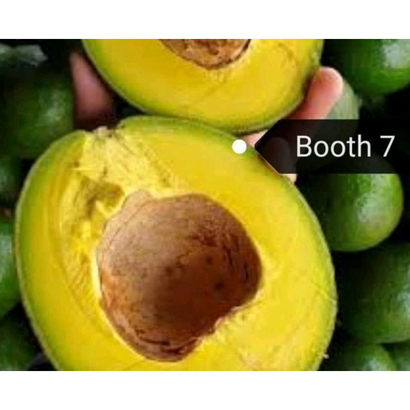 ANAK POKOK AVOCADO BOOTH 7🌱🔥Booth 7 Avacado Tree🌱🔥鳄鱼果 7 树苗🌱🔥Booth 7 ...