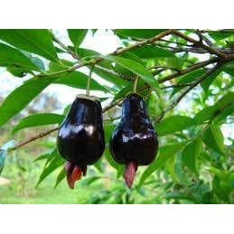 Pokok Jambu Arang HYBRID 100% | Shopee Malaysia