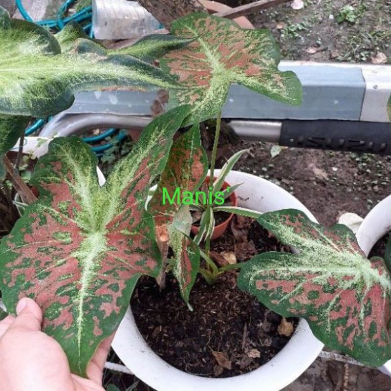 Anak Caladium Peacock Hybrid# Rare | Shopee Malaysia