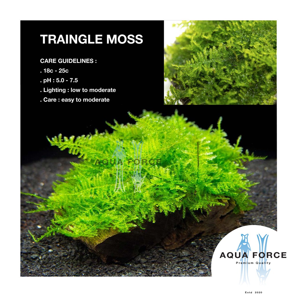 JAVA MOSS / PELIA MOSS / CHRISTMAS MOSS / MOSS TREE - aquarium ...