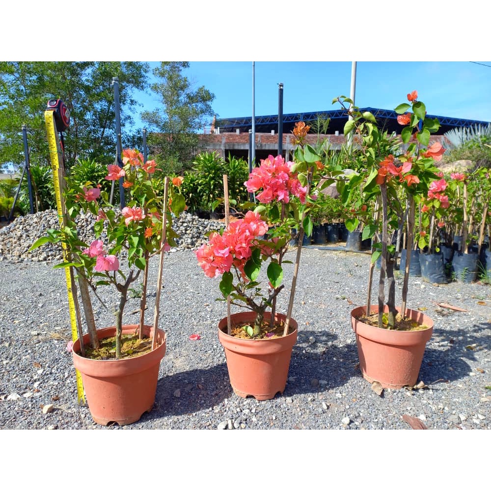 [LIVE PLANT] POKOK BUNGA KERTAS MATANG pink oren dalam pasu (sila baca ...